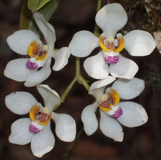 Belgrave Orchids