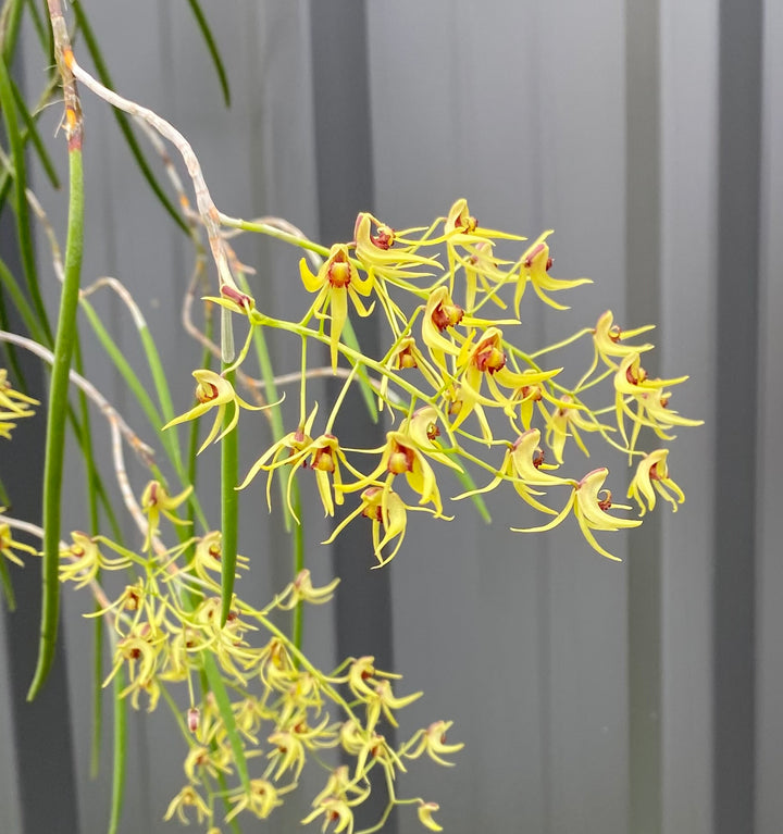 Products – Belgrave Orchids