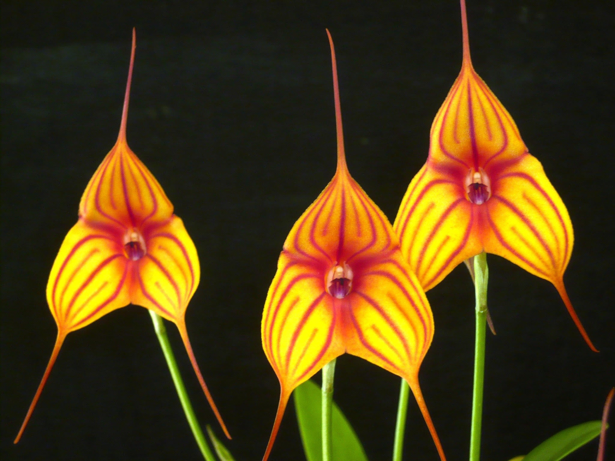 Products – Belgrave Orchids