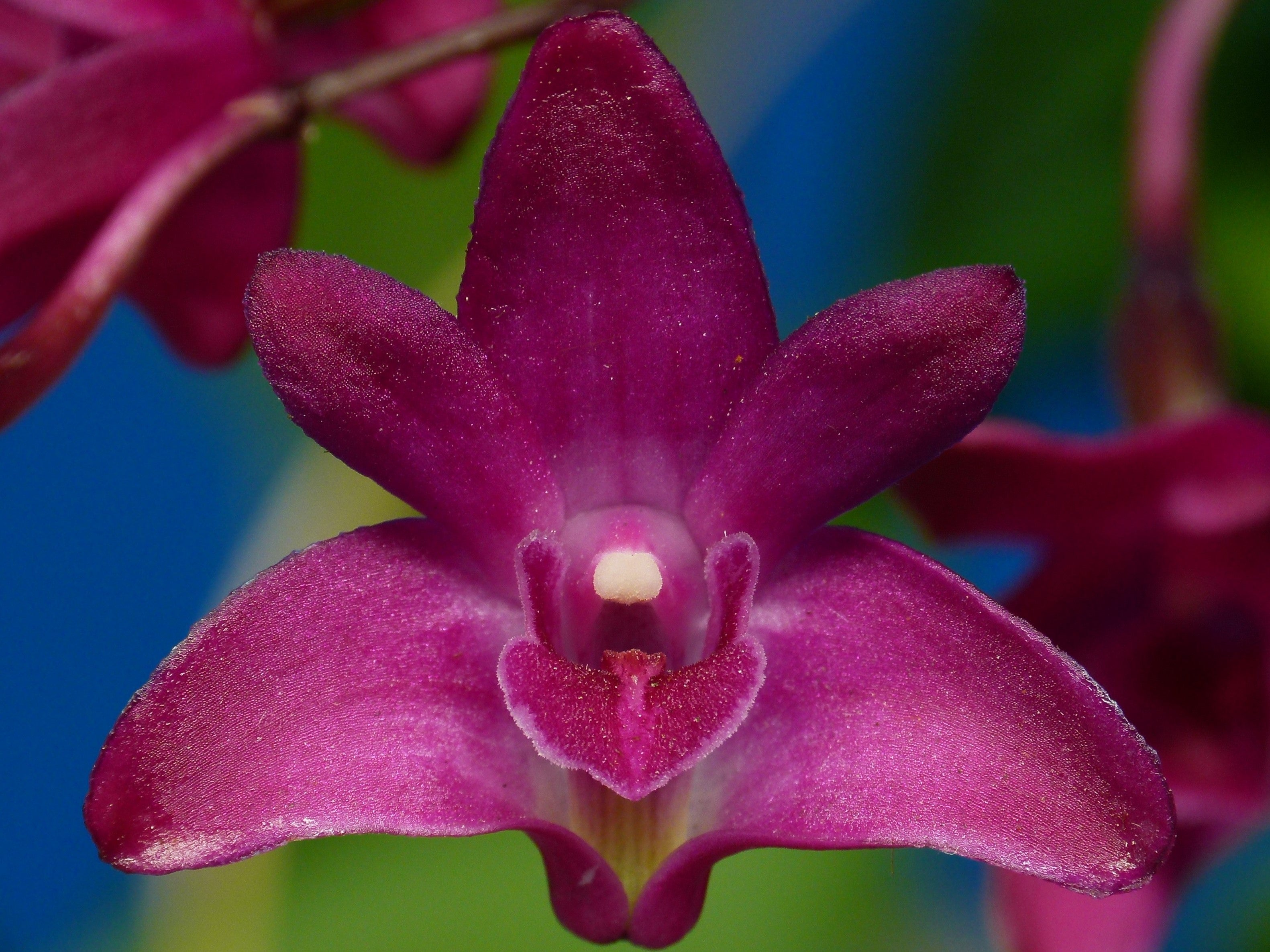 Products – Belgrave Orchids