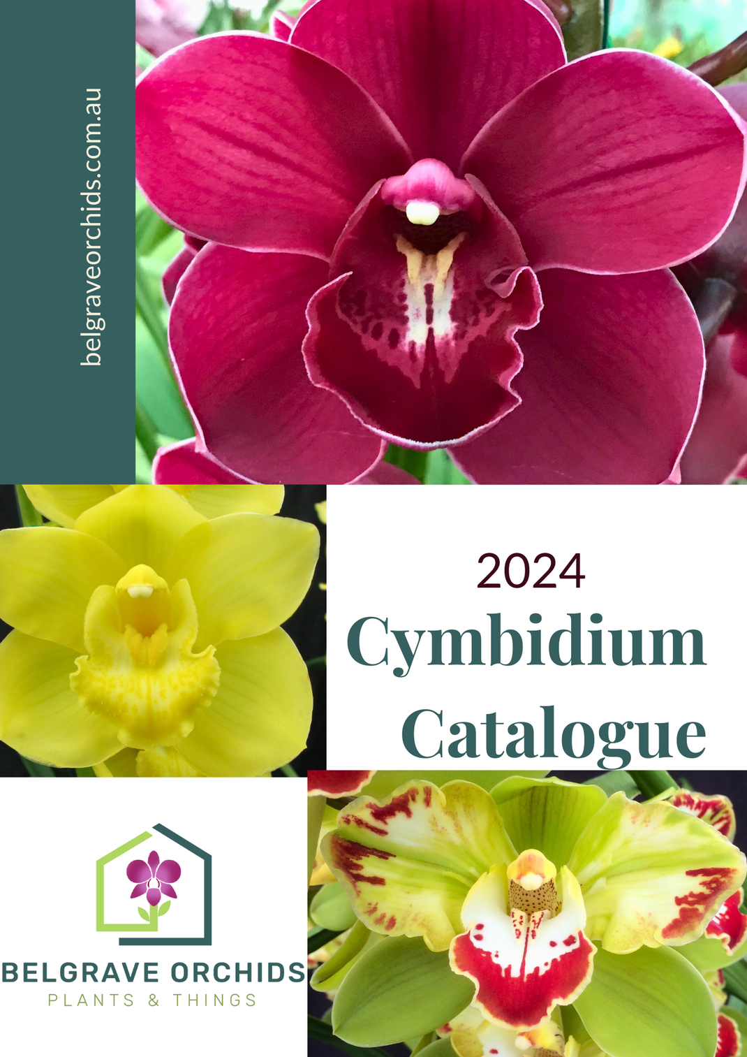 About Belgrave Orchids