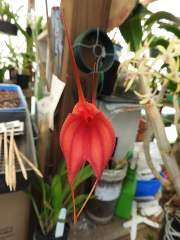 Masdevallia chelsonii | Clonal Masdevallia Orchid – Belgrave Orchids