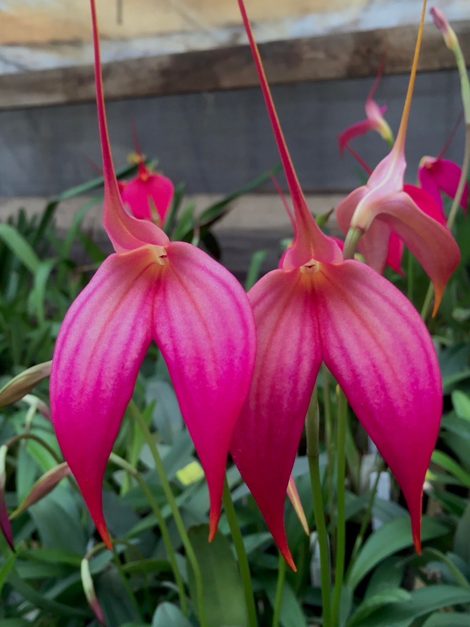Masdevallia Hybrids – Belgrave Orchids