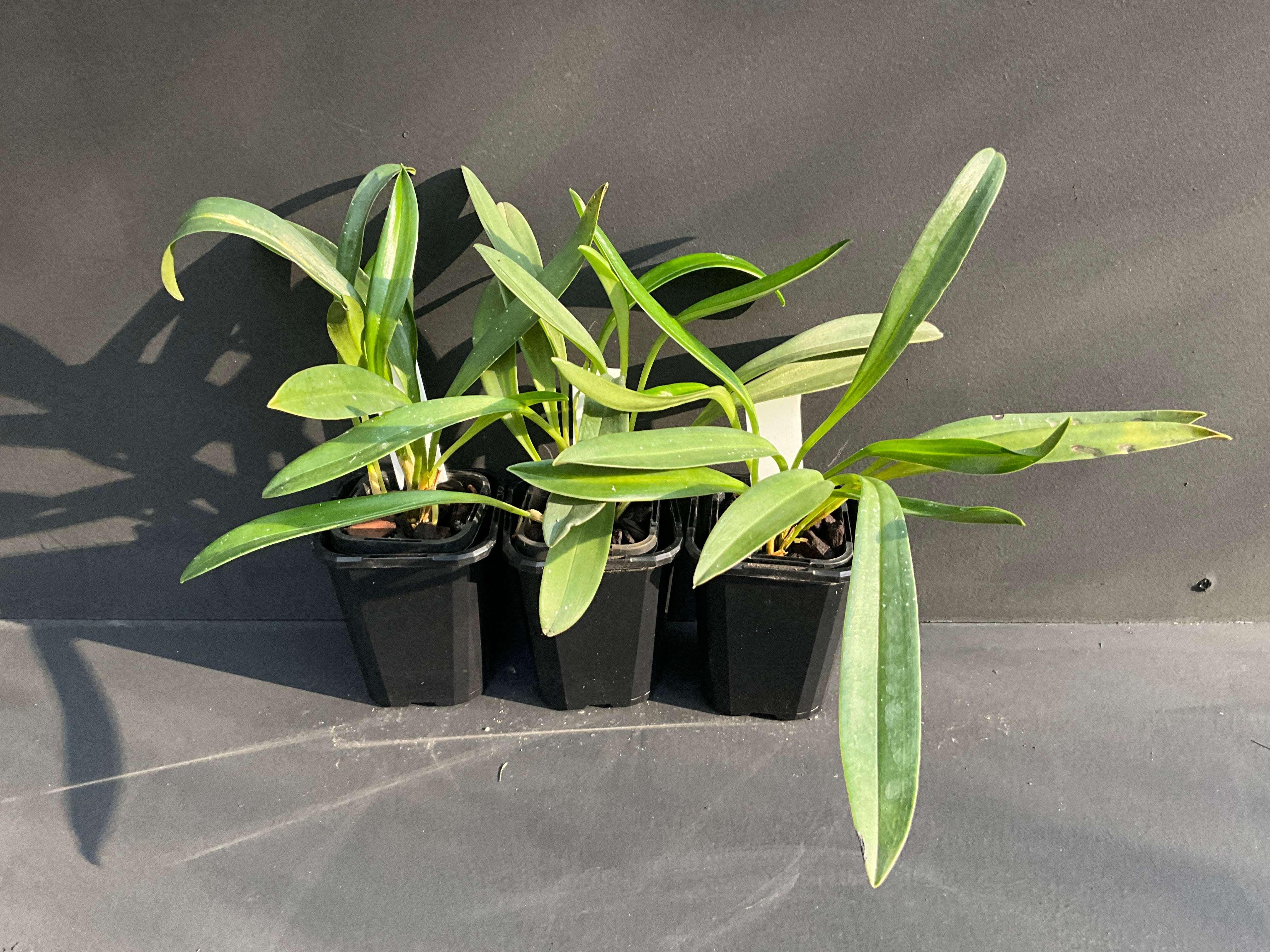 Masdevallia Hybrids – Belgrave Orchids