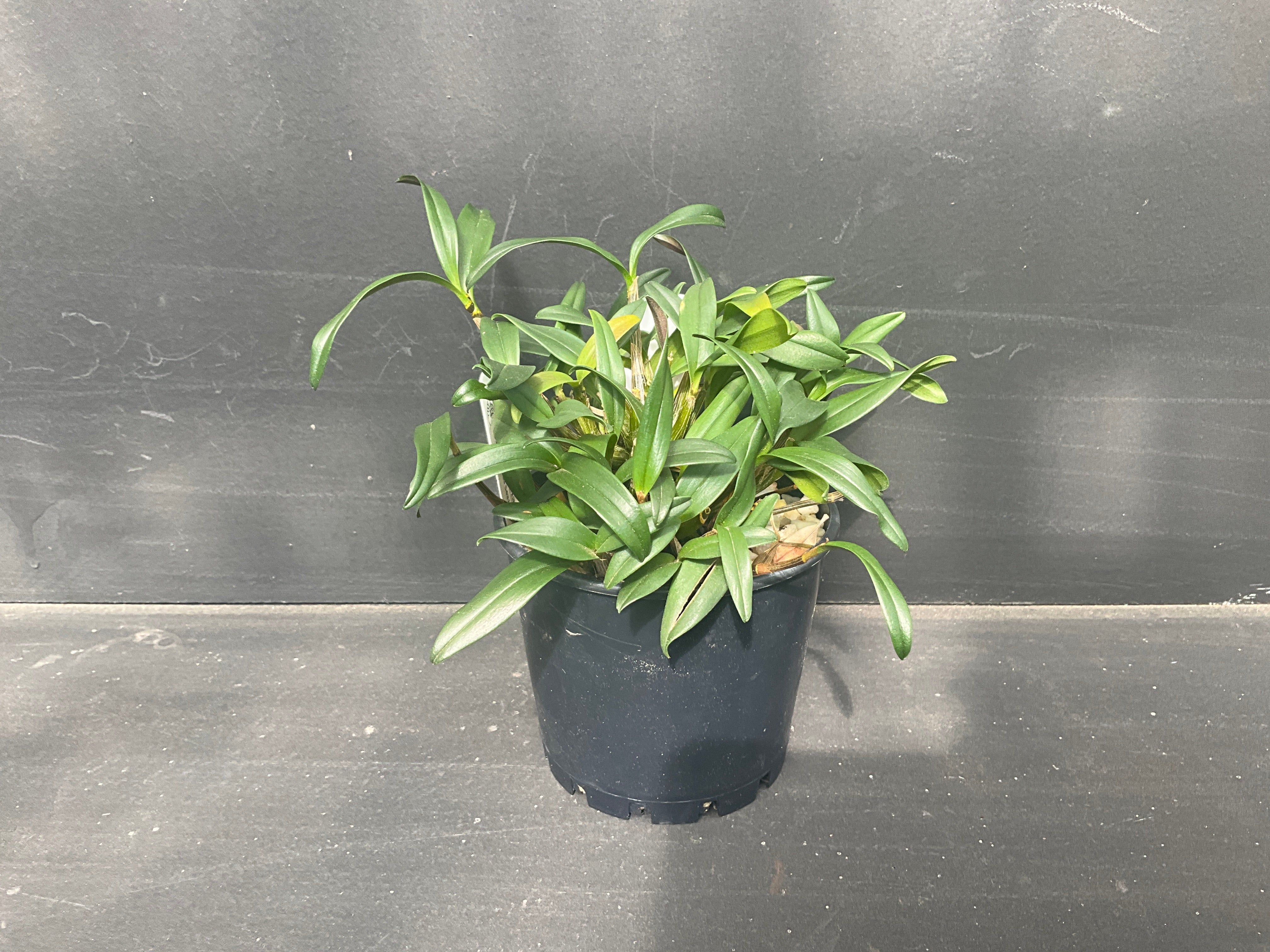 Products – Belgrave Orchids