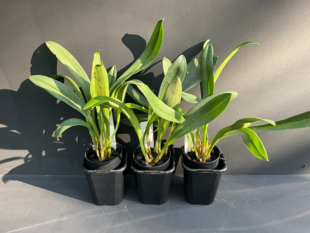 Masdevallia Hybrids – Belgrave Orchids