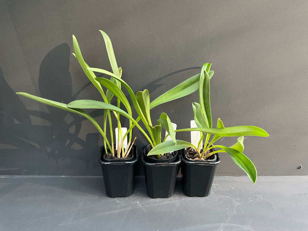 Masdevallia Hybrids – Belgrave Orchids